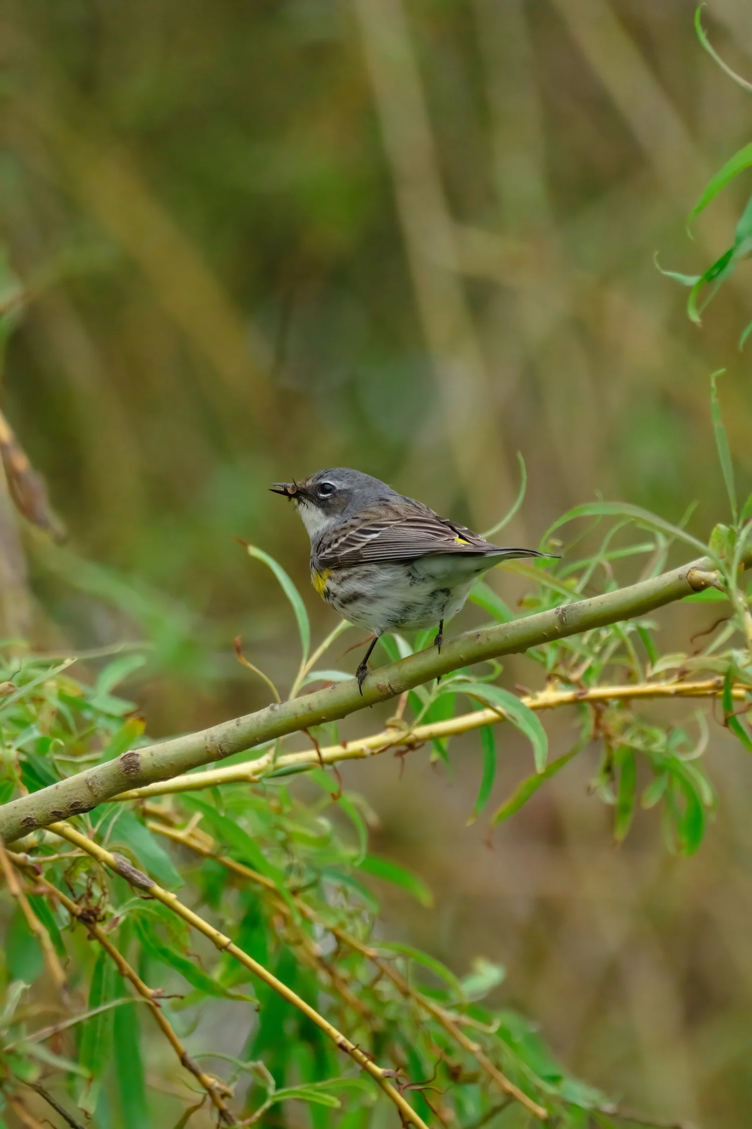 Birds and Wildflowers — Andrea Rangel