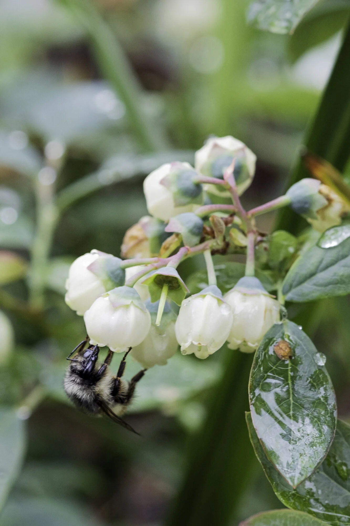 What's Blooming Now — Andrea Rangel