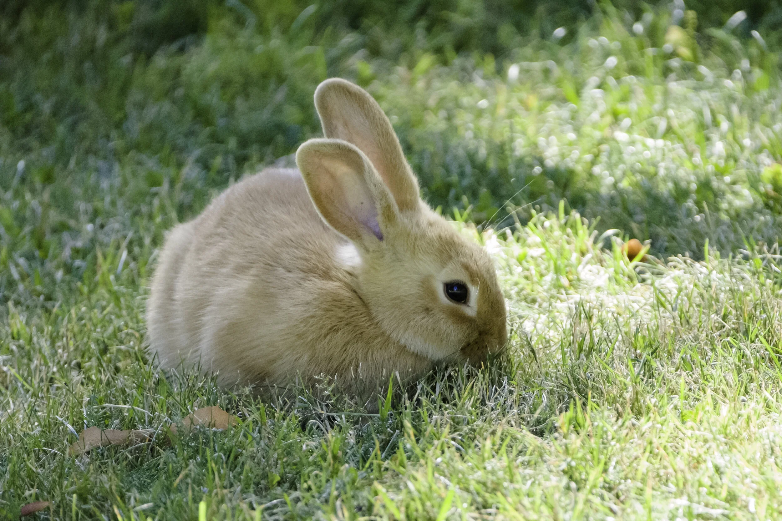 Take a Summer Stroll with me — Andrea Rangel