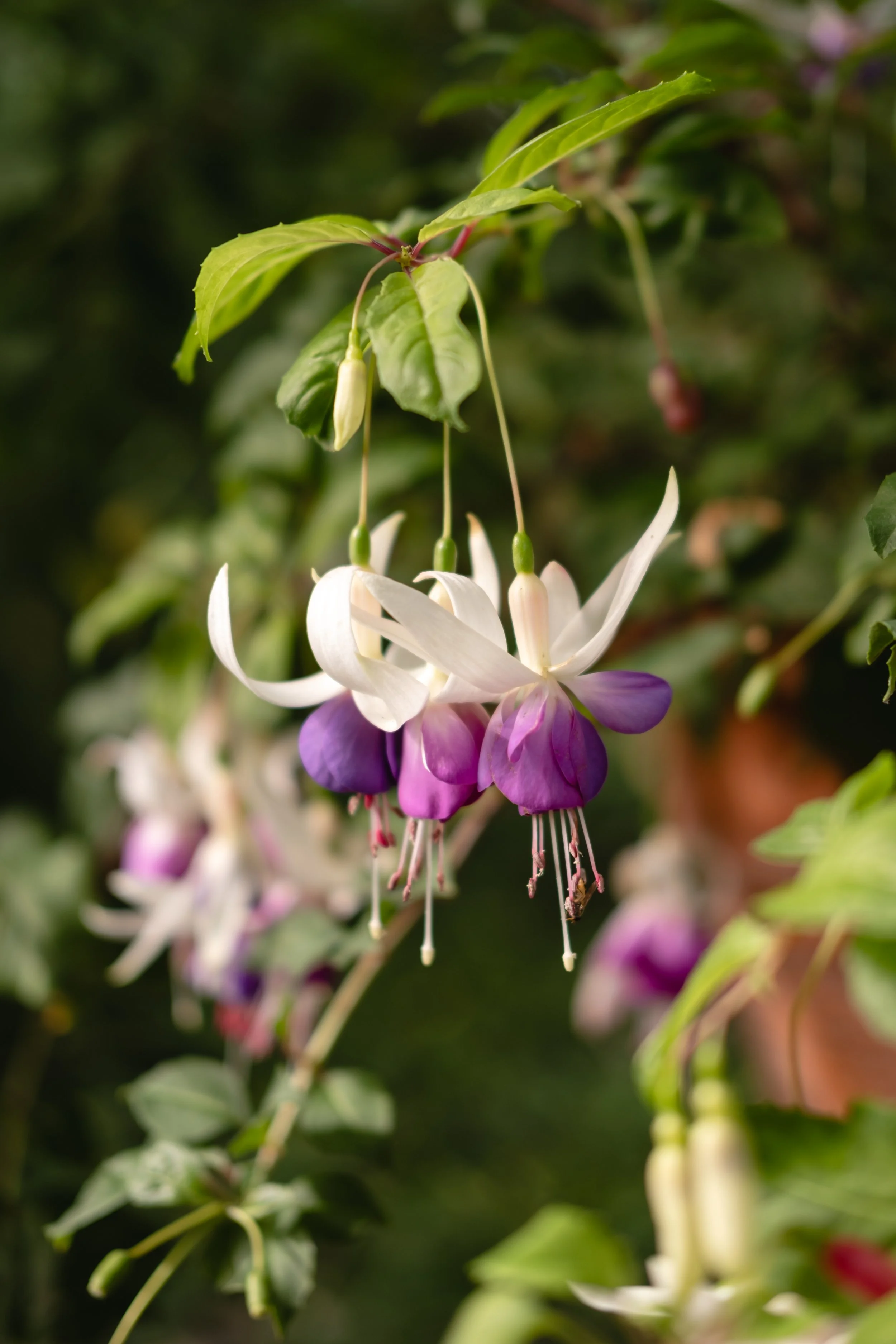 A Garden Stroll — Andrea Rangel