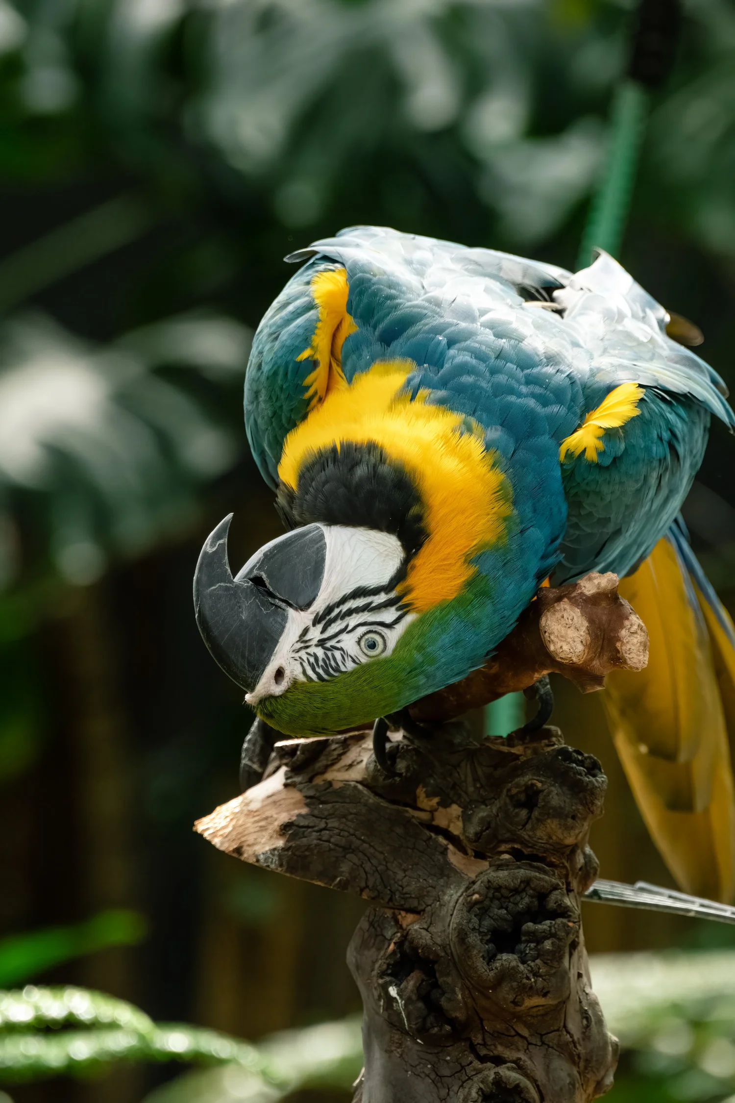 Tropical Birds! — Andrea Rangel