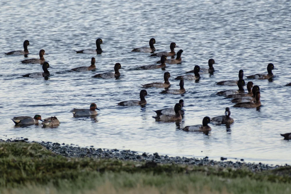 Wildlife Spotting! — Andrea Rangel