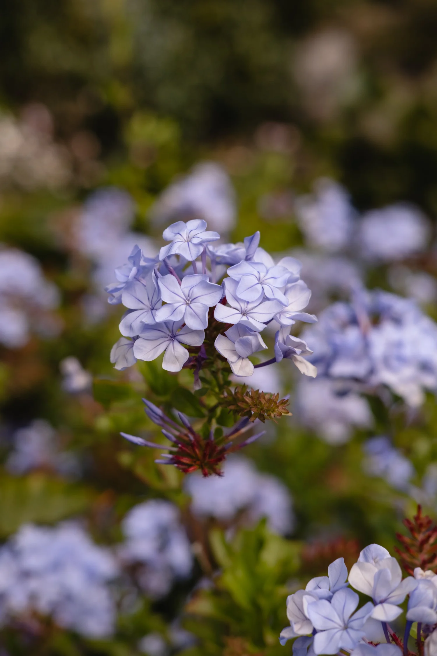 A Garden Stroll — Andrea Rangel