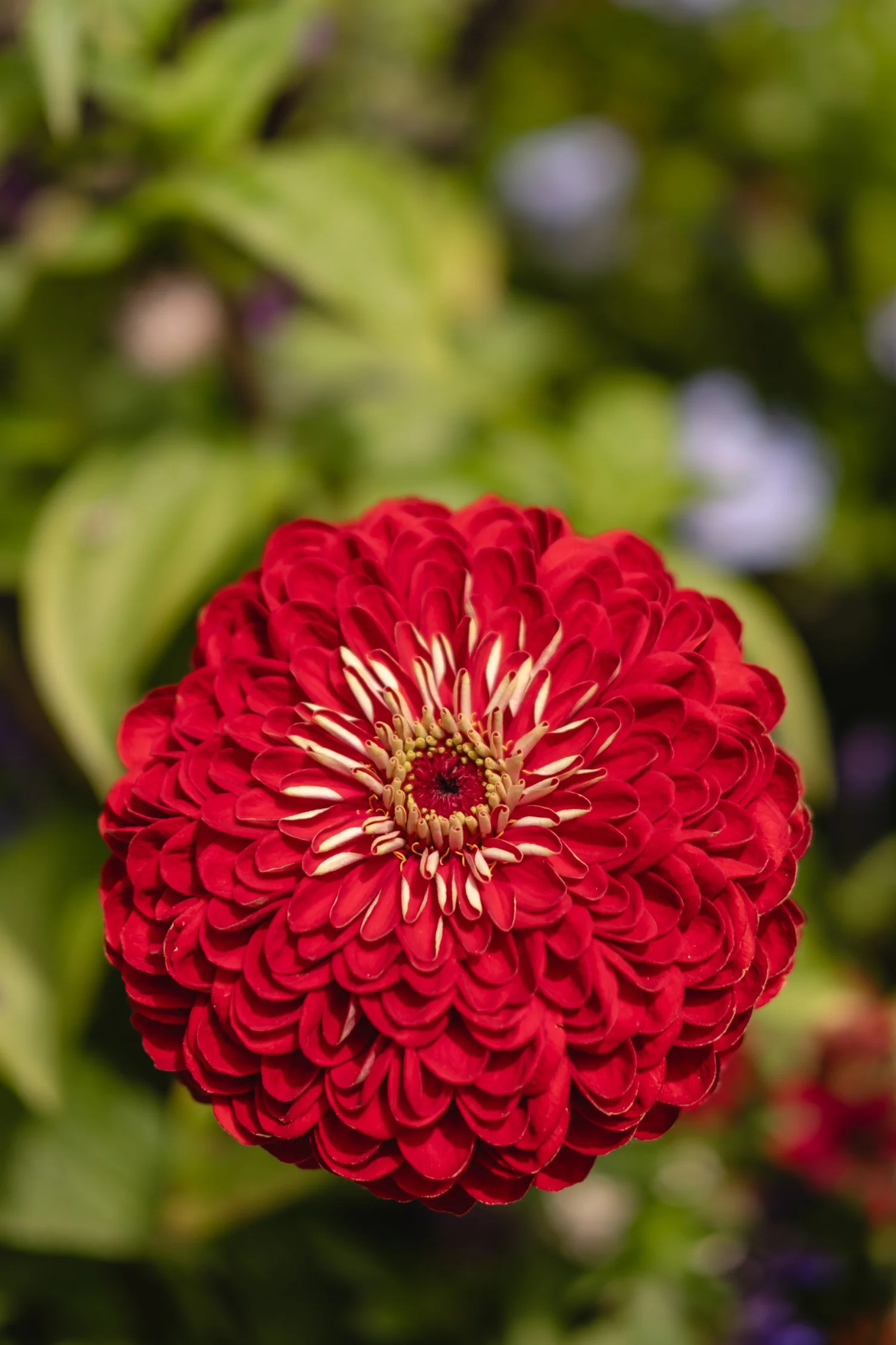 A Garden Stroll — Andrea Rangel