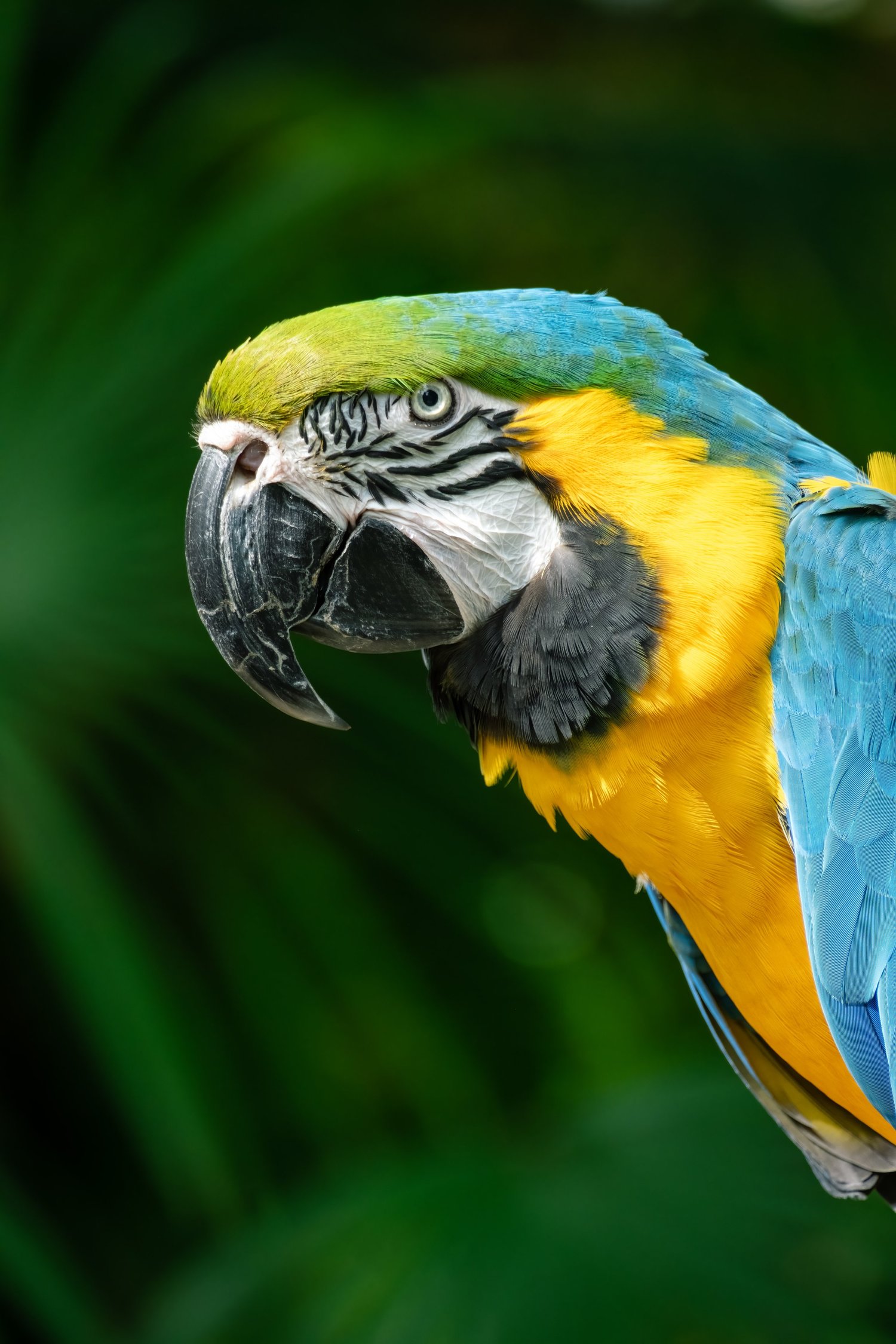 Tropical Birds! — Andrea Rangel