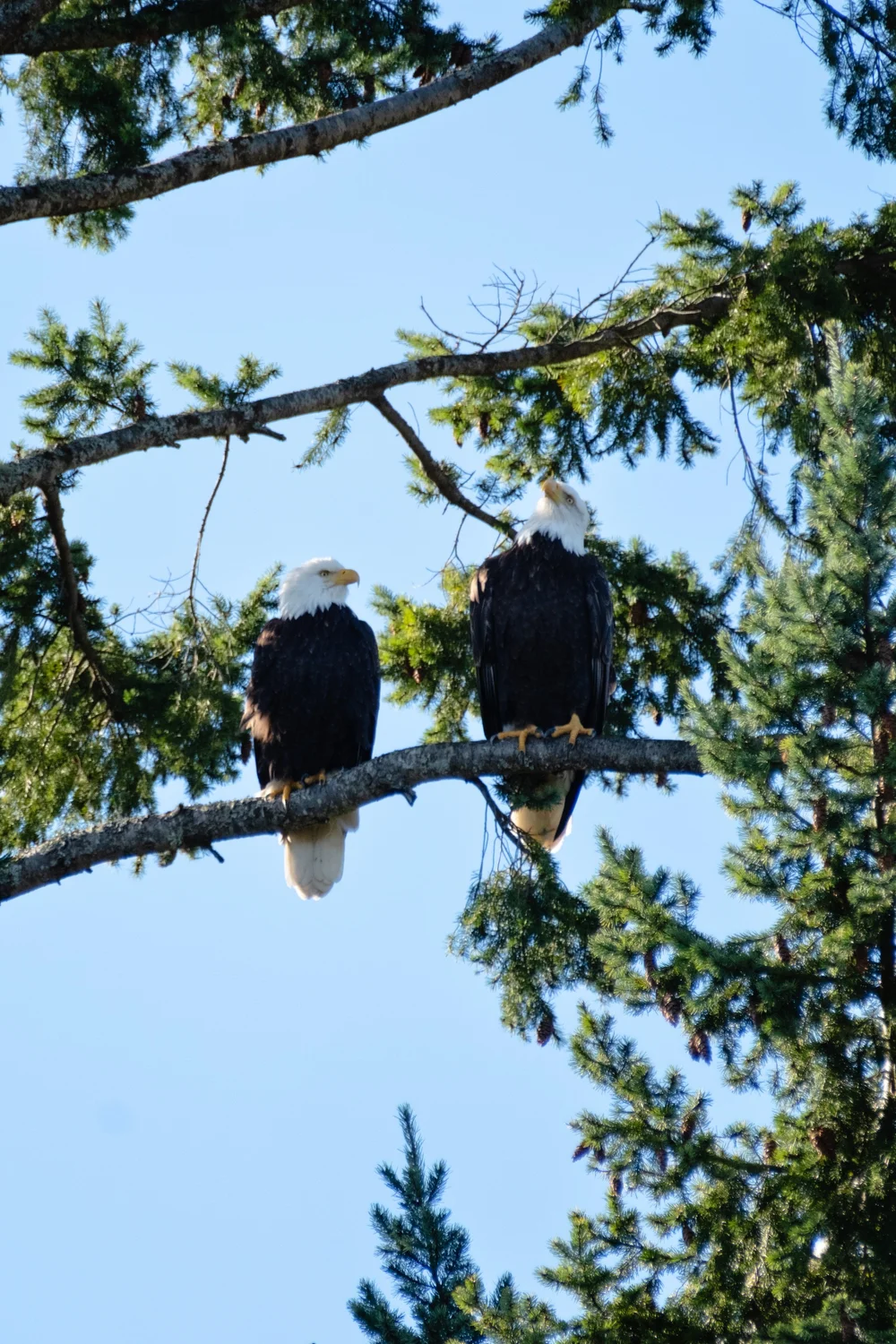 Birds getting together in Victoria — Andrea Rangel