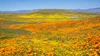 10 Best Places To See California Spring Blooms and Wildflowers — This ...
