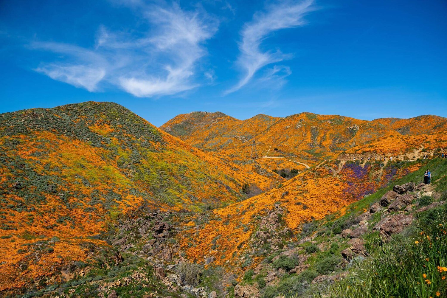 10 Best Places To See California Spring Blooms and Wildflowers — This ...