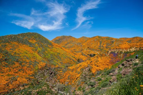 10 Best Places To See California Spring Blooms and Wildflowers — This ...