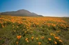10 Best Places To See California Spring Blooms and Wildflowers — This ...