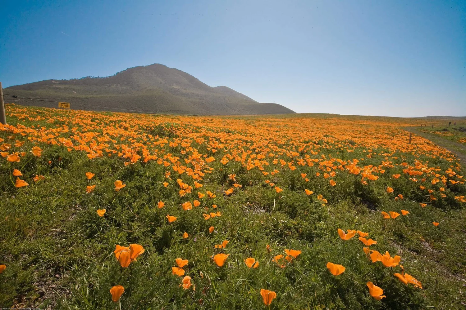 10 Best Places To See California Spring Blooms and Wildflowers — This ...
