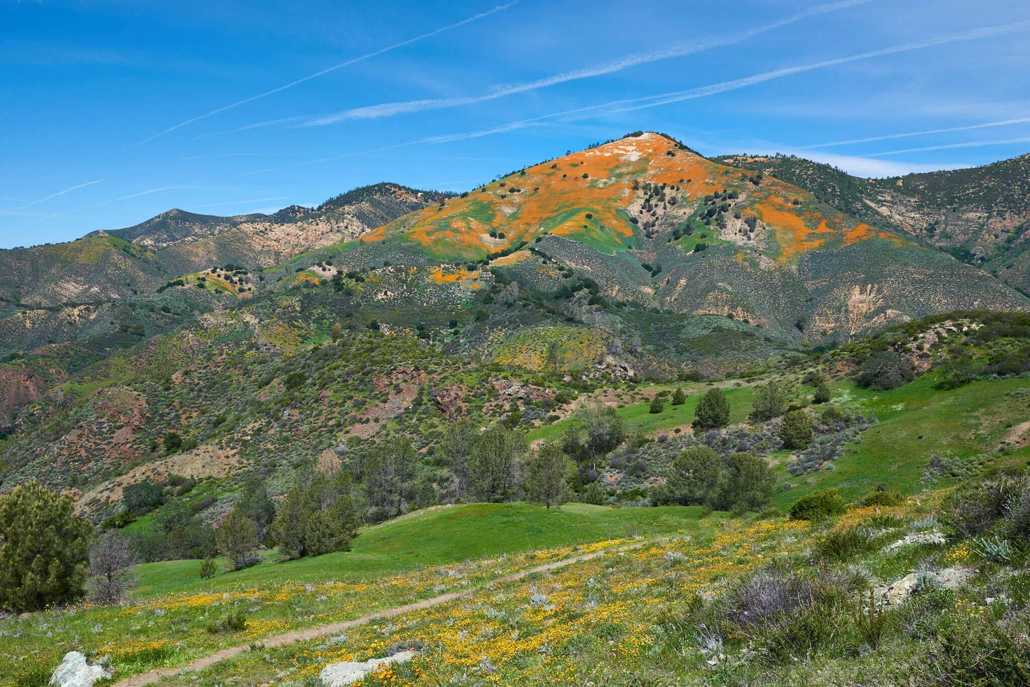 10 Best Places To See California Spring Blooms and Wildflowers — This ...