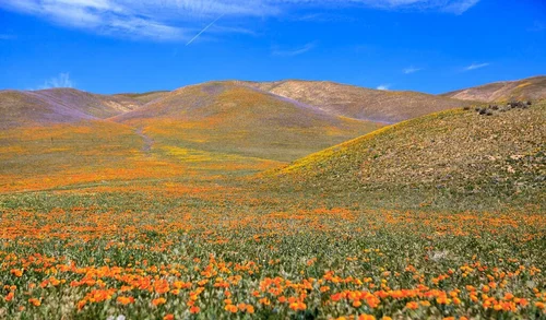10 Best Places To See California Spring Blooms and Wildflowers — This ...