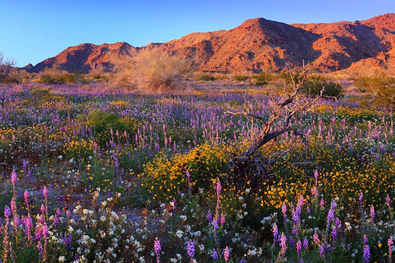 10 Best Places To See California Spring Blooms and Wildflowers — This ...