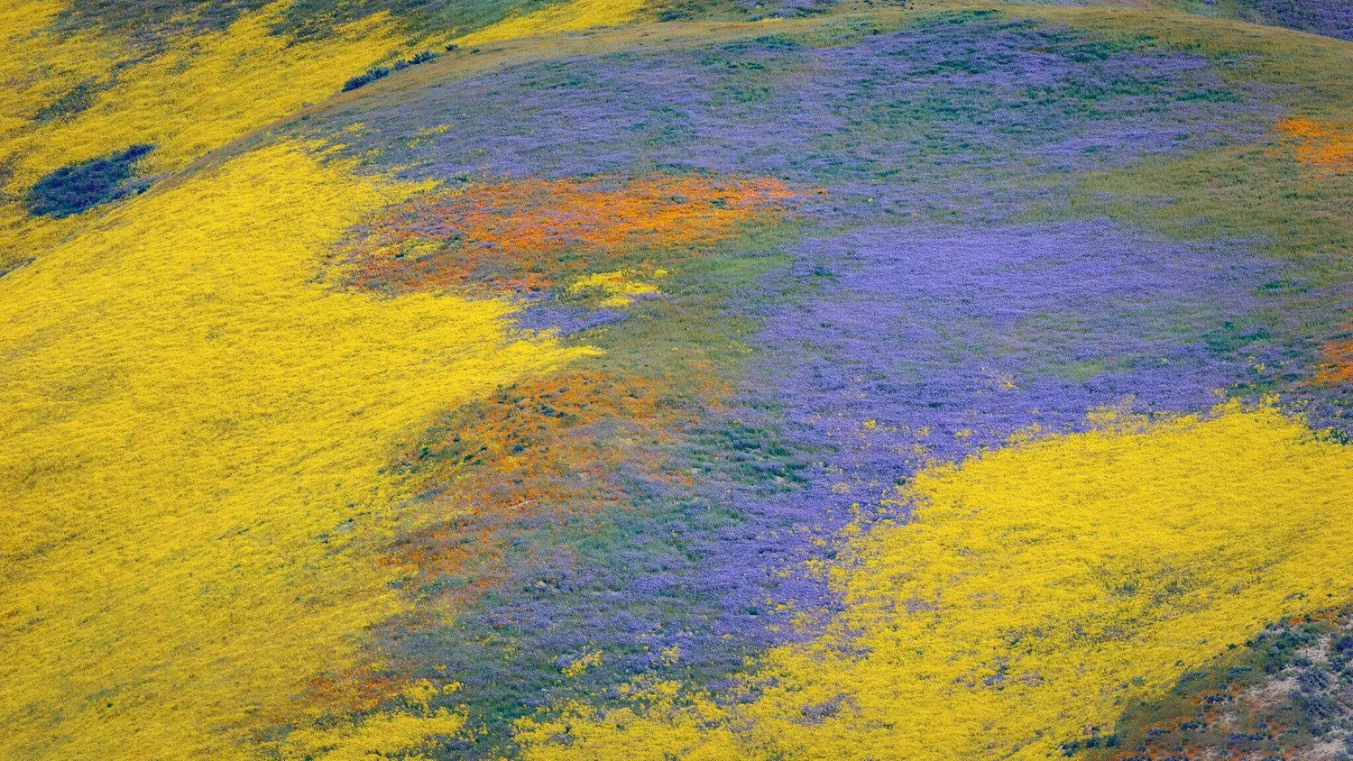 10 Best Places To See California Spring Blooms and Wildflowers — This ...