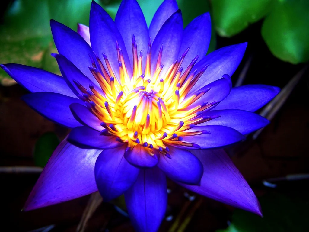 The Blue Lotus