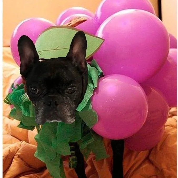 Our Team — Osborne Lab UBC UBC