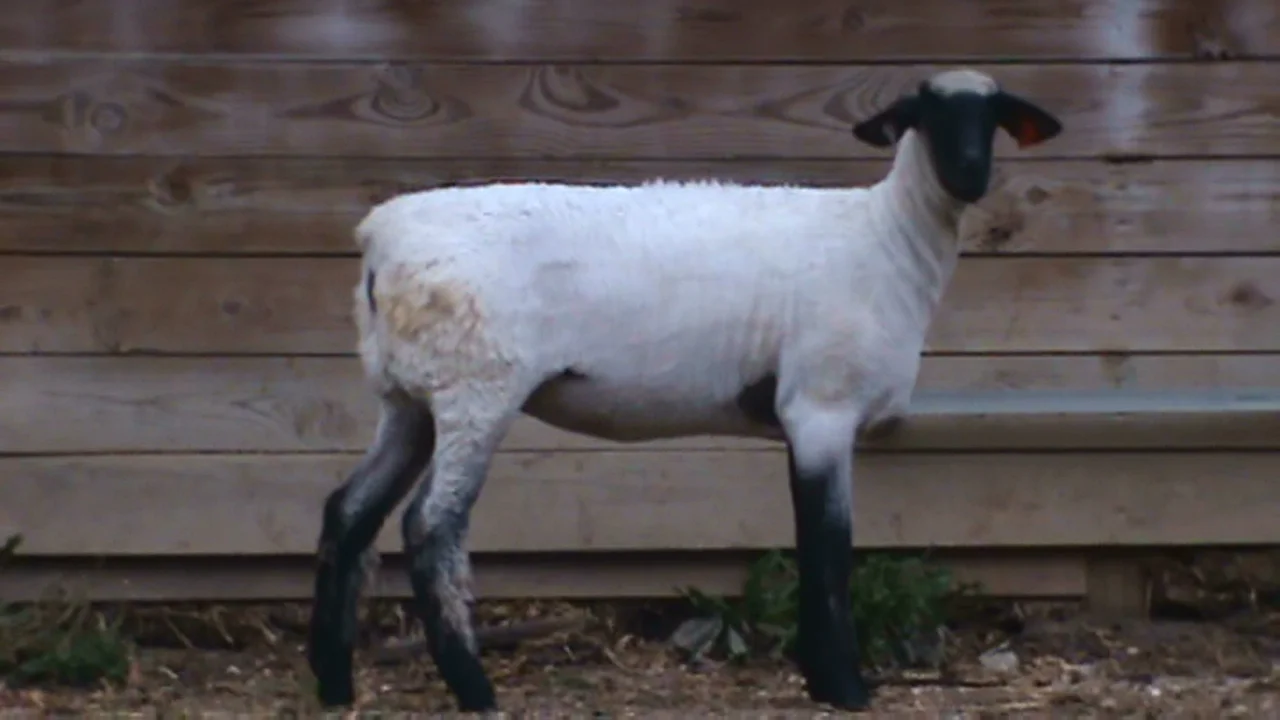 Results — Bobendrier Hampshires