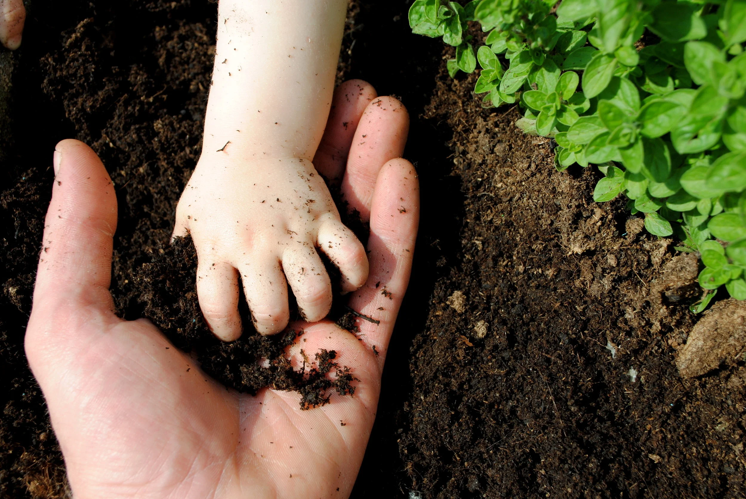 Cultiver un potager avec des enfants — Les Jardineries St-Ambroise