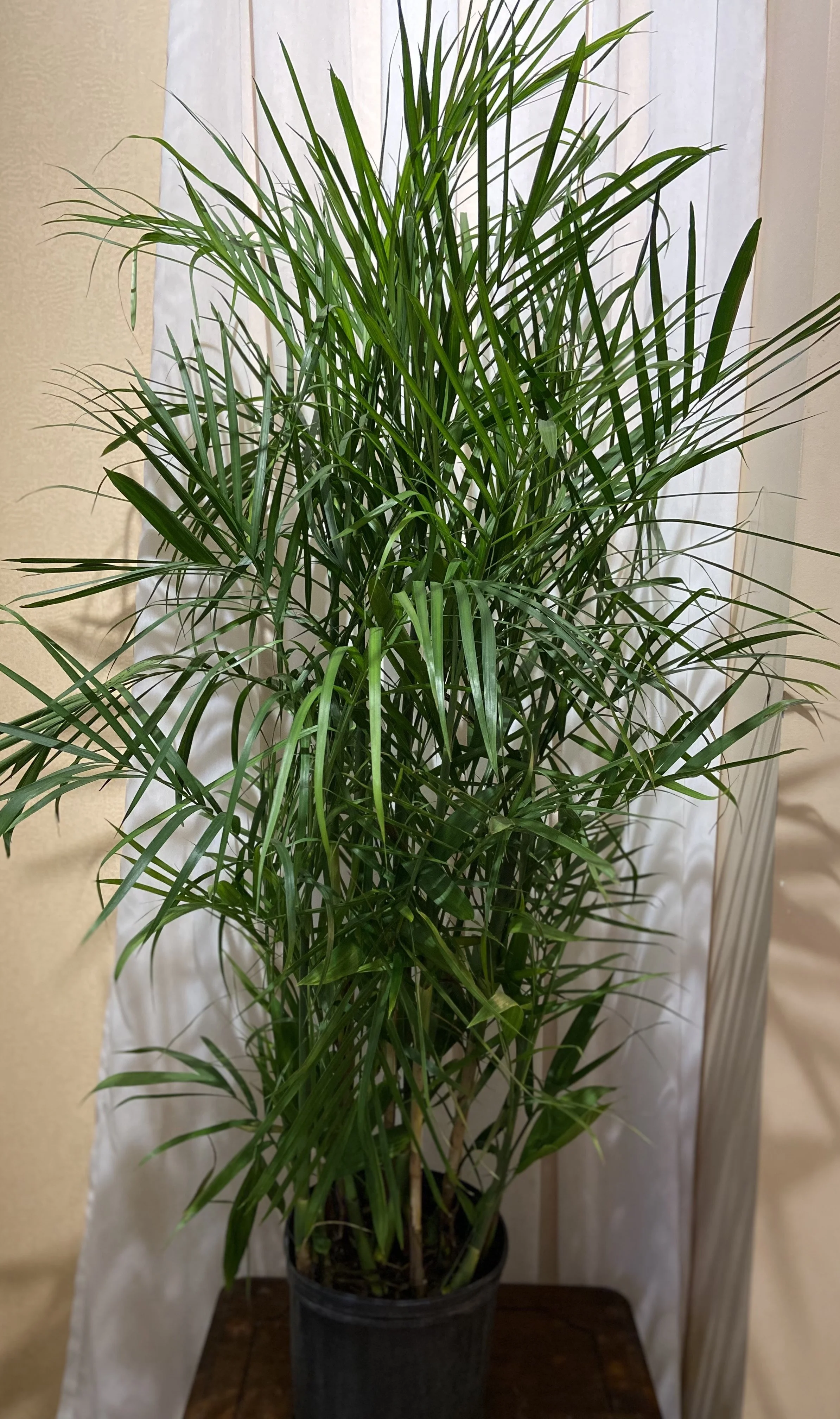 Les meilleures plantes dépolluantes et leurs bienfaits pour la santé ...