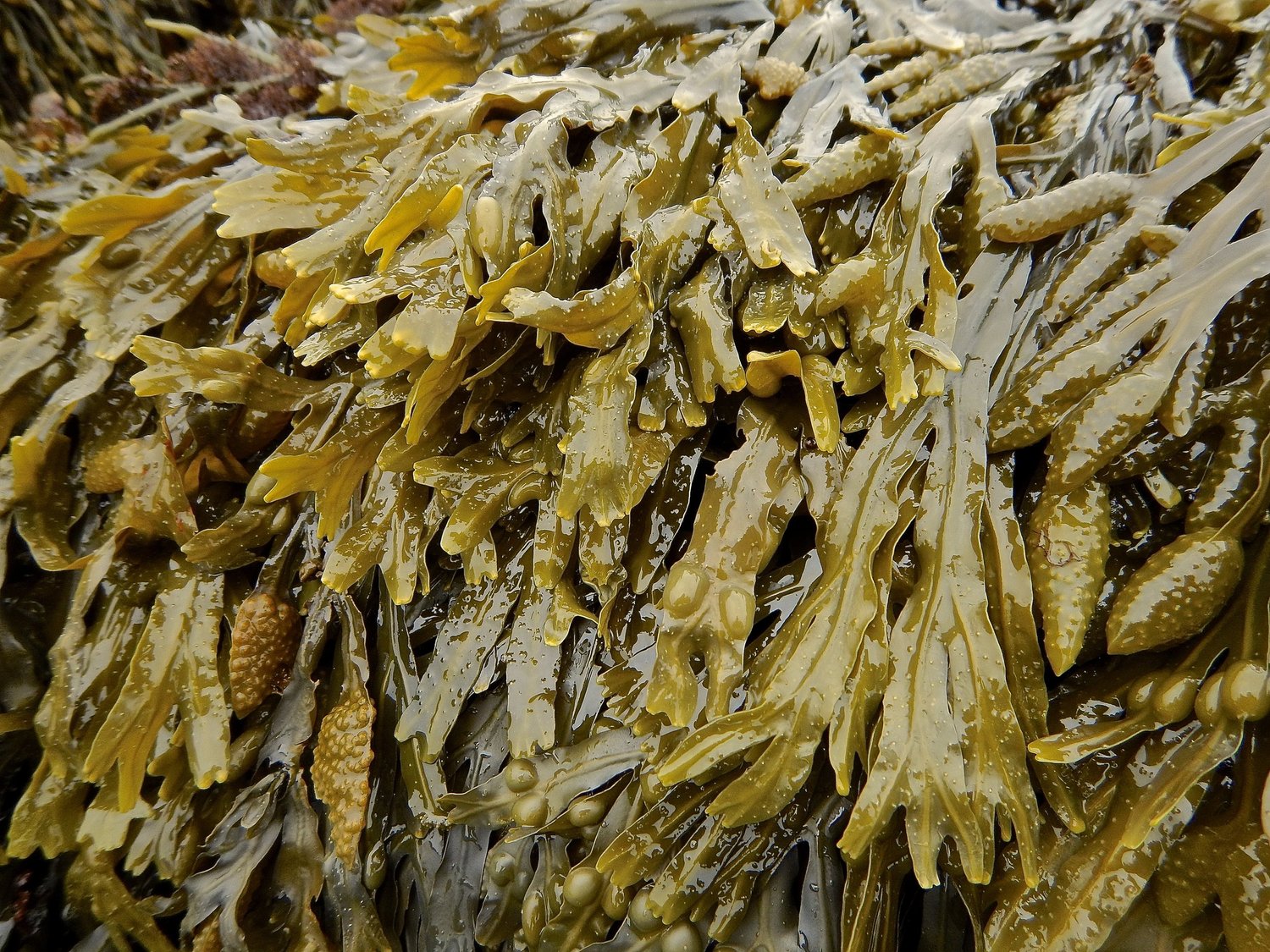 Bladderwrack — Atlantic Holdfast Seaweed Company