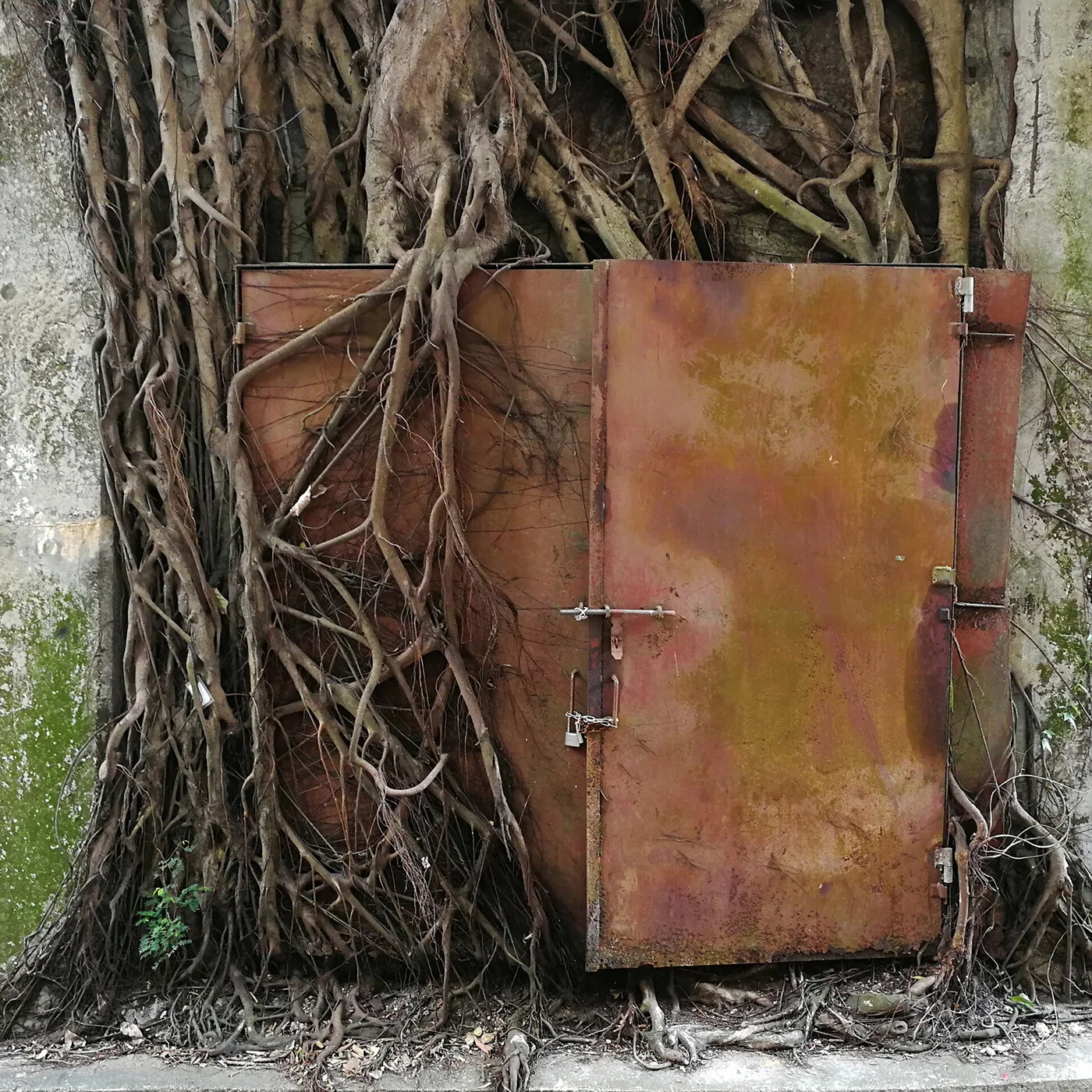 Hong Kong Doors ~ Walter Koditek — Cheung Chau Wave