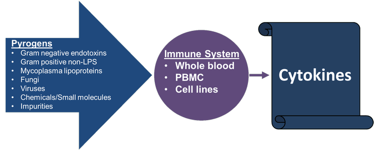 The Monocyte Activation Test (MAT): A relevant alternative to the ...