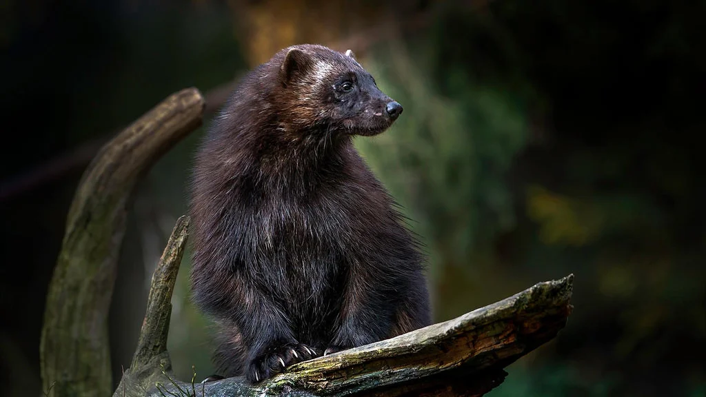 Were Do Wolverines Live