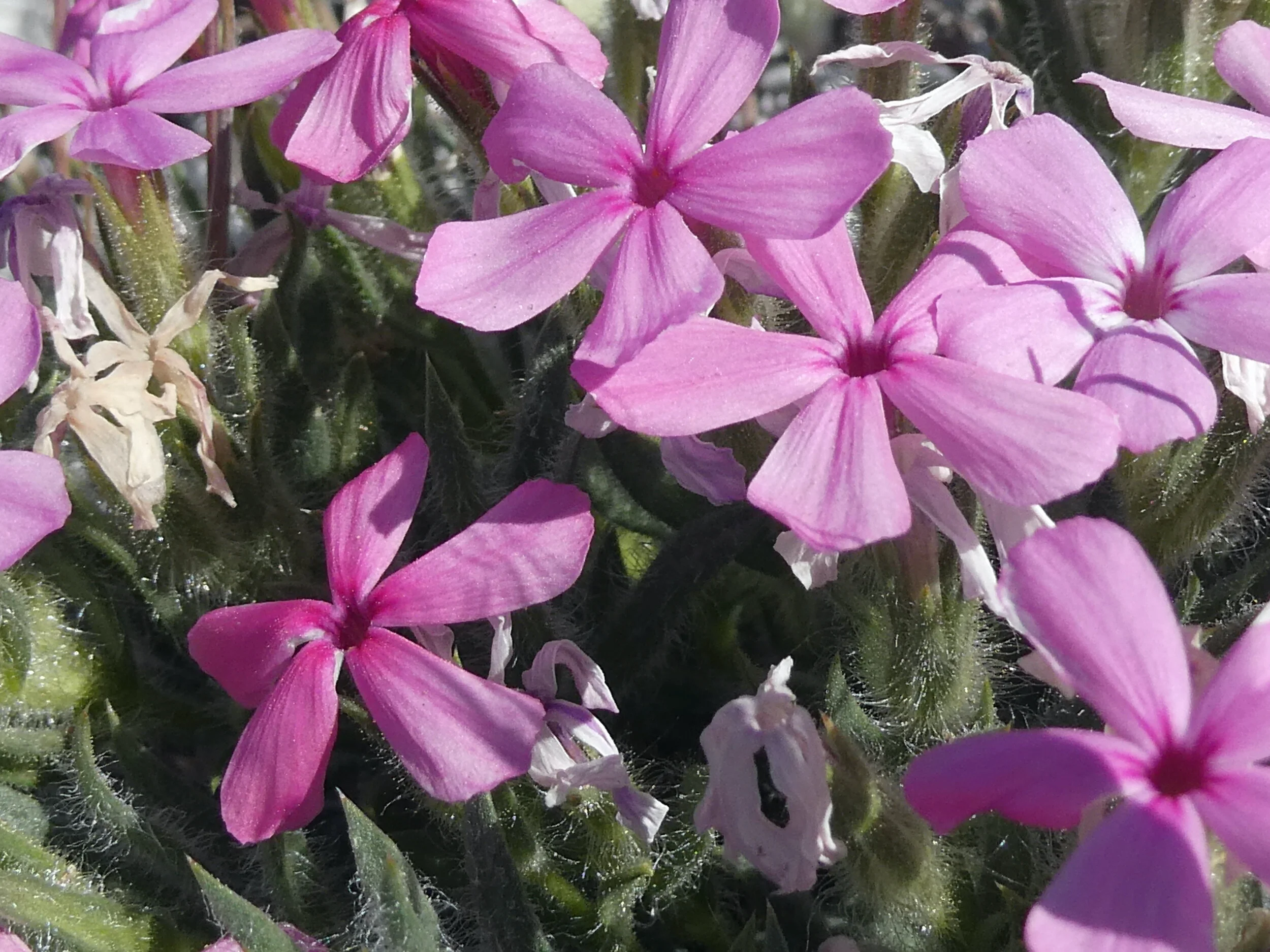 Klamath-Siskiyou Wildlands Center