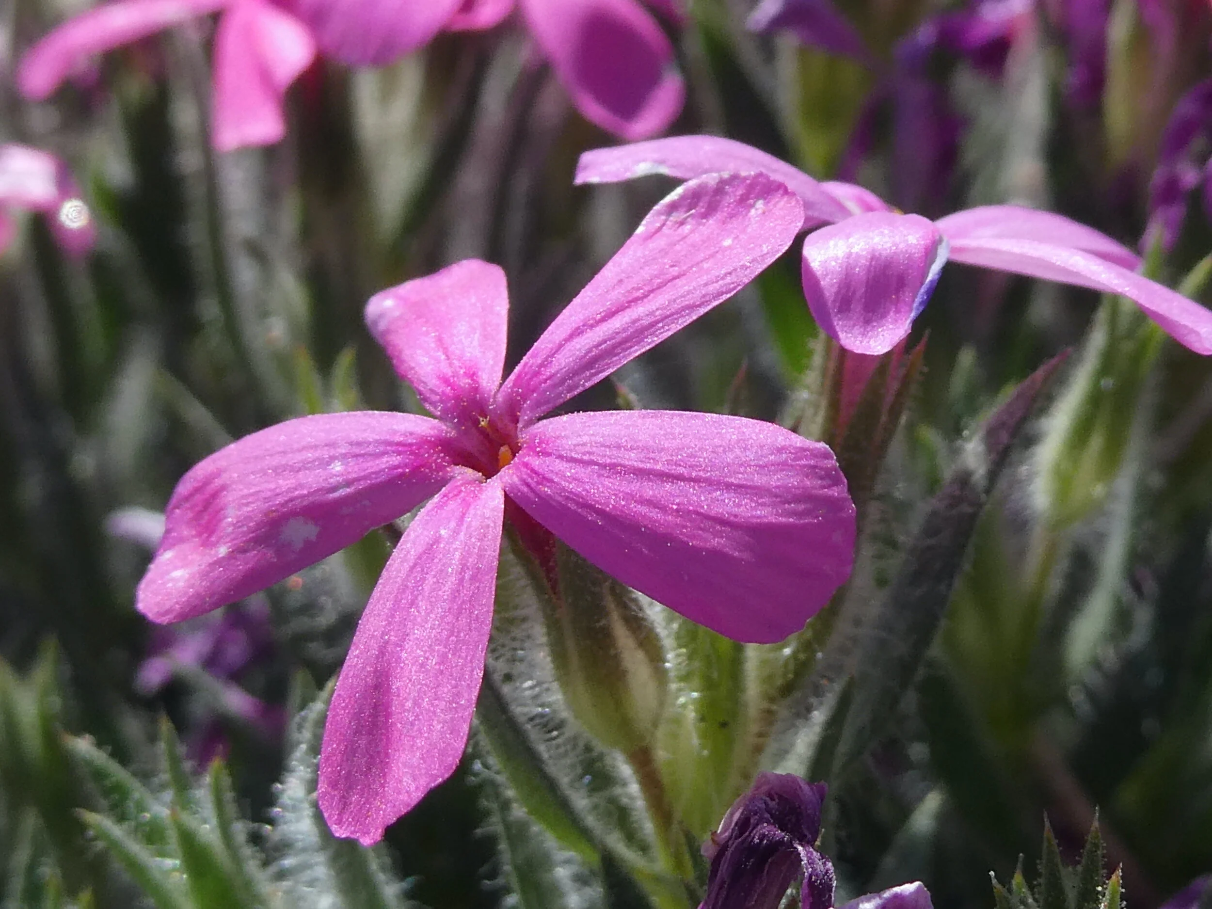 Klamath-Siskiyou Region — Klamath-Siskiyou Wildlands Center