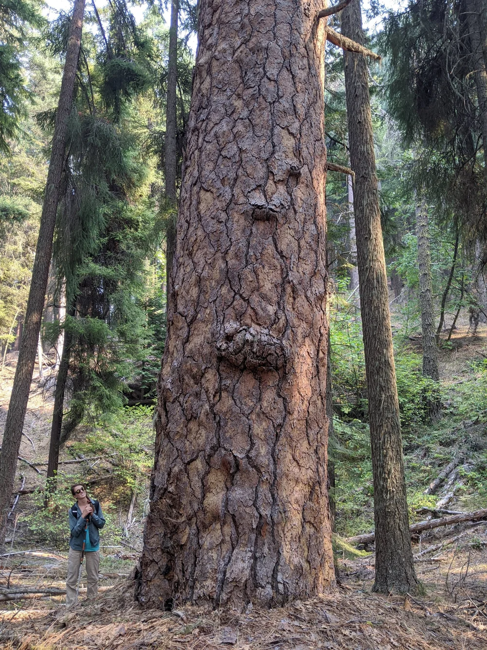 Old Growth Yellow Pine