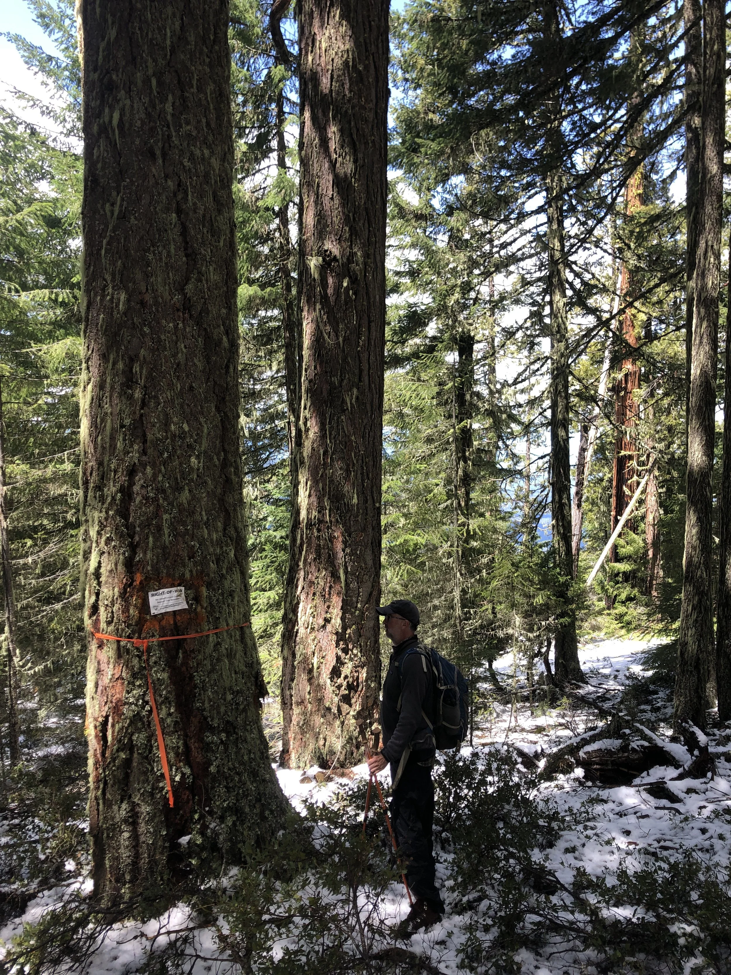“Integrated Vegetation Management” on Medford BLM Forestlands: The Good ...