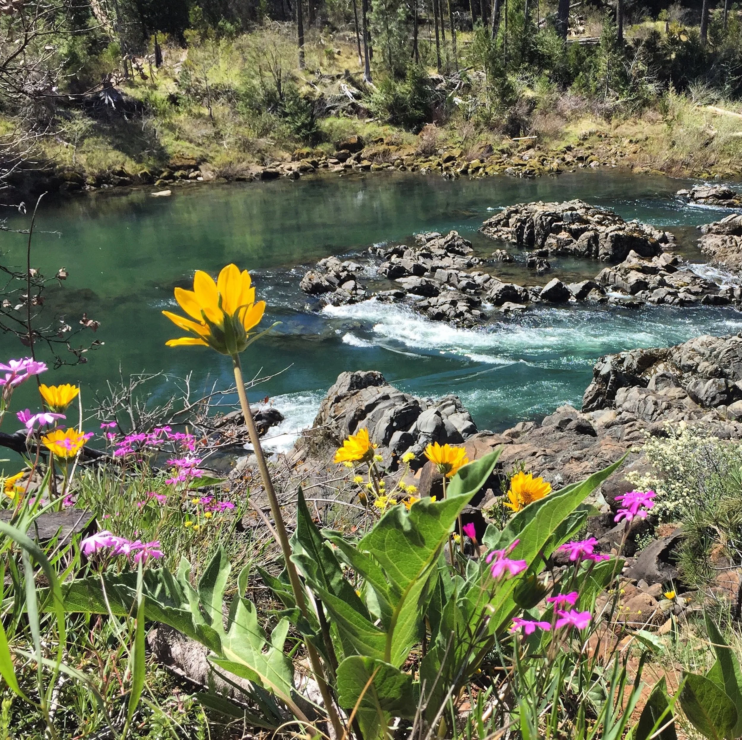 Klamath-Siskiyou Wildlands Center