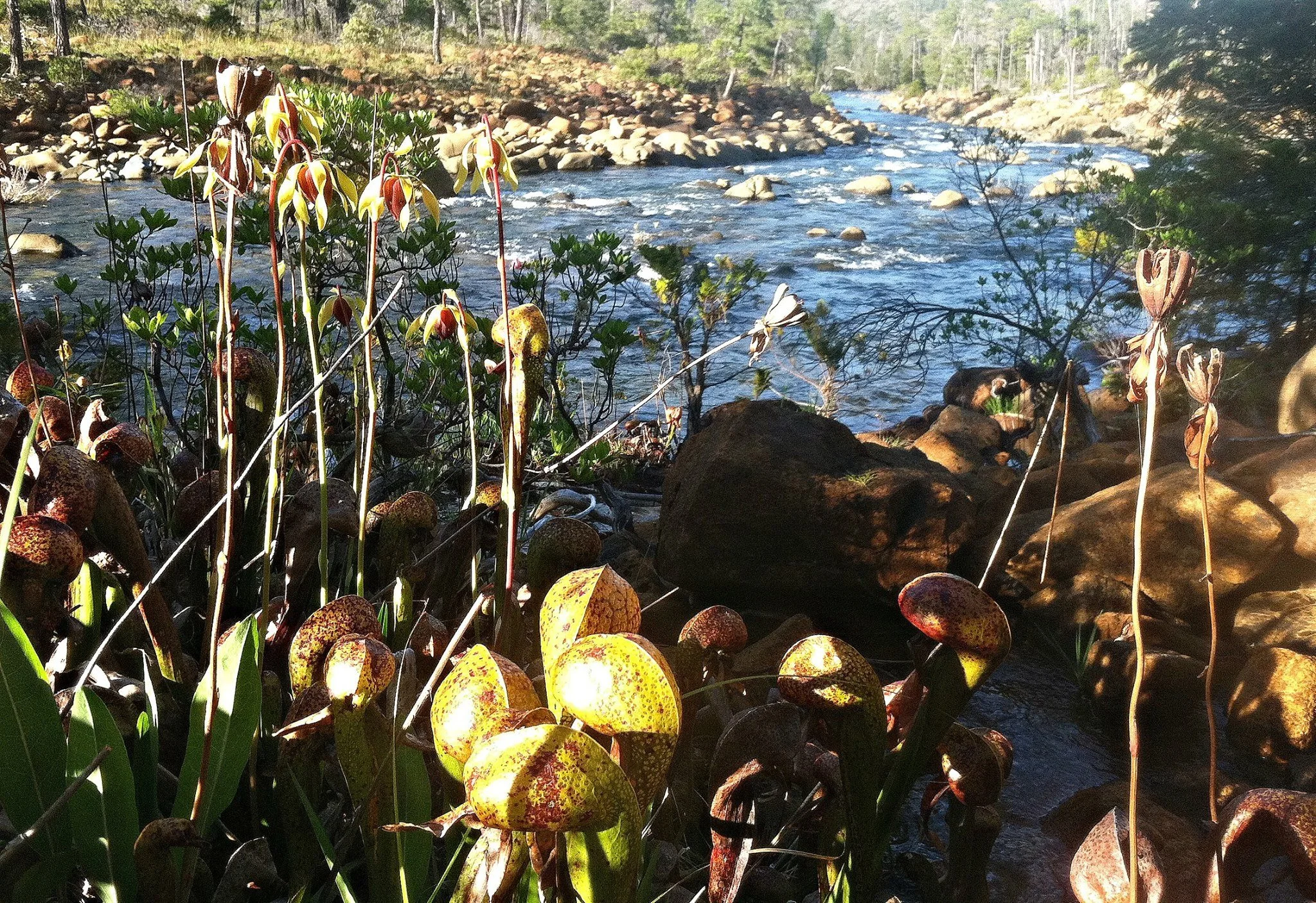2025 Project Impacts — Klamath-Siskiyou Wildlands Center