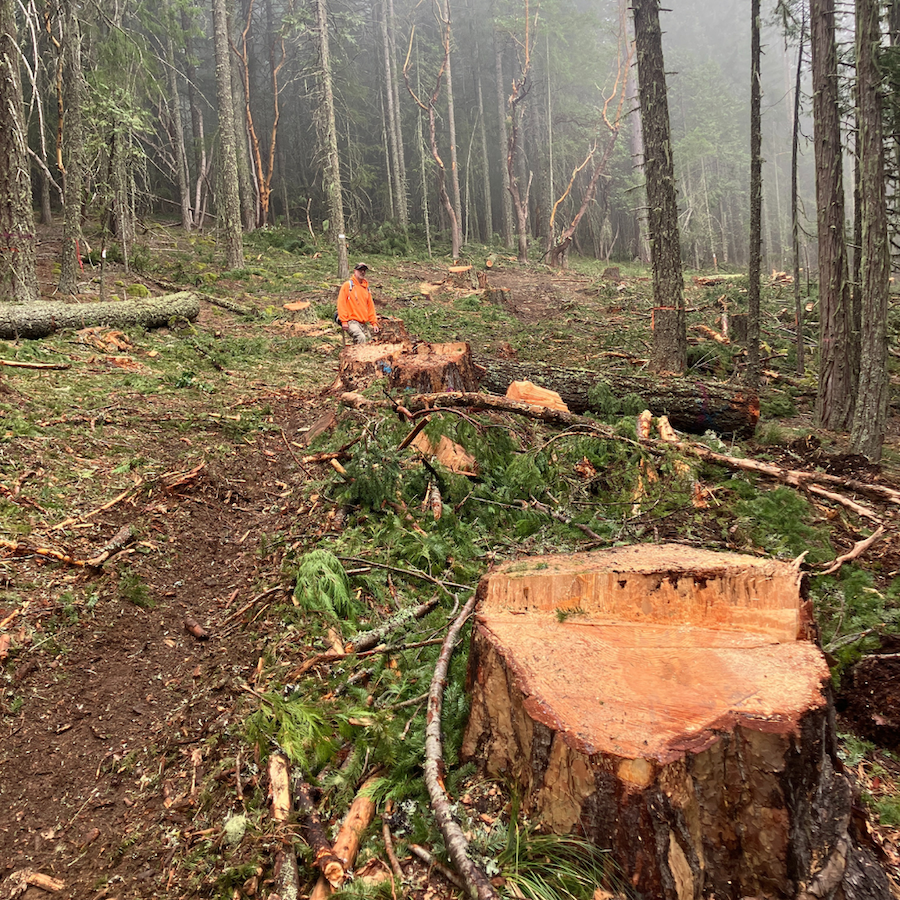 BLM's latest old-growth timber sale: Last Chance — Klamath-Siskiyou ...