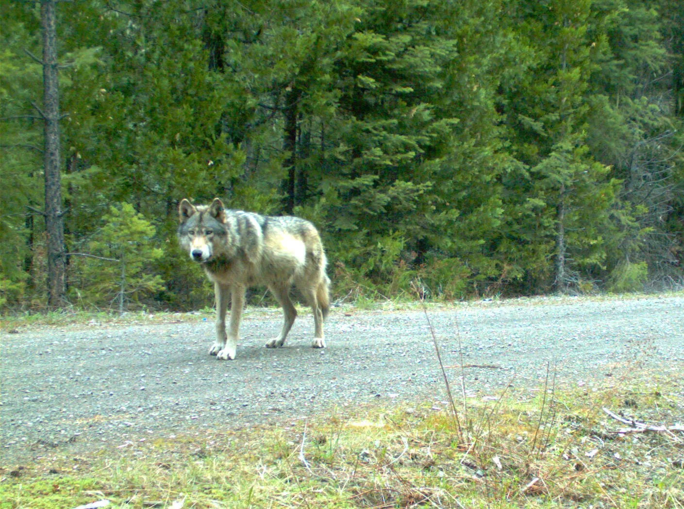 Gray Wolves in Pacific Northwest — Klamath-Siskiyou Wildlands Center