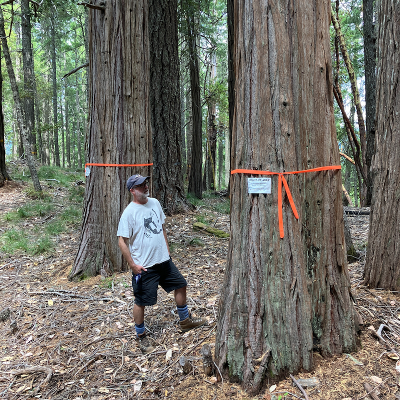 BLM's latest old-growth timber sale: Last Chance — Klamath-Siskiyou ...