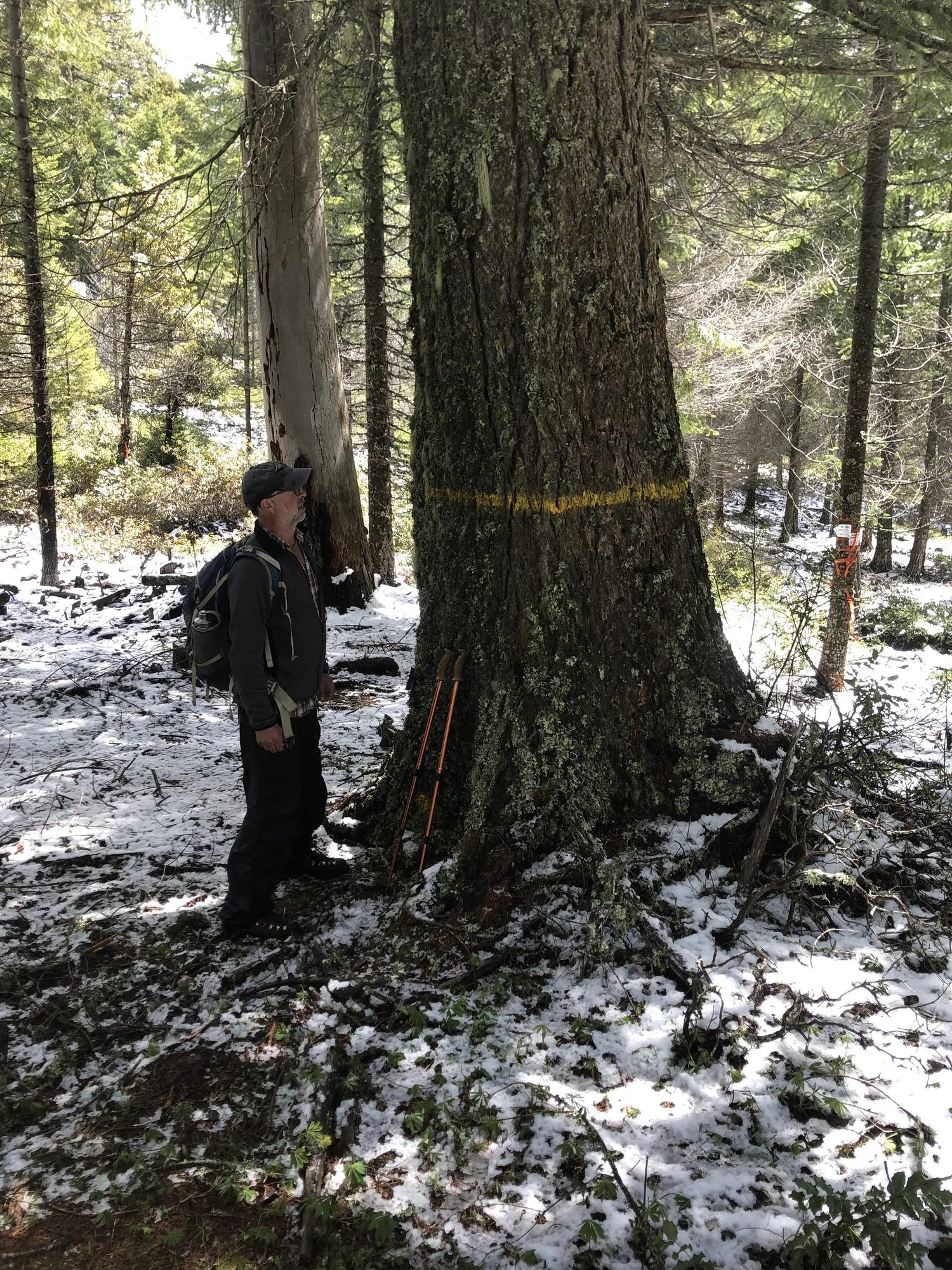 “Integrated Vegetation Management” on Medford BLM Forestlands: The Good ...