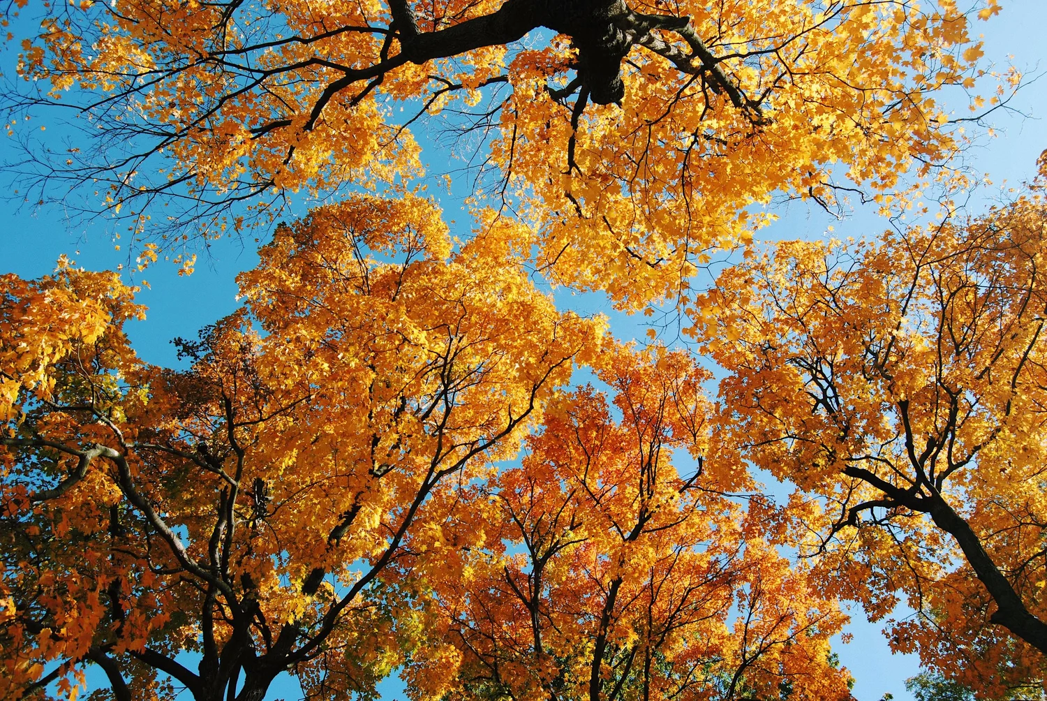 Best Spots for Fall Foliage in Kansas City — MIKCexplore