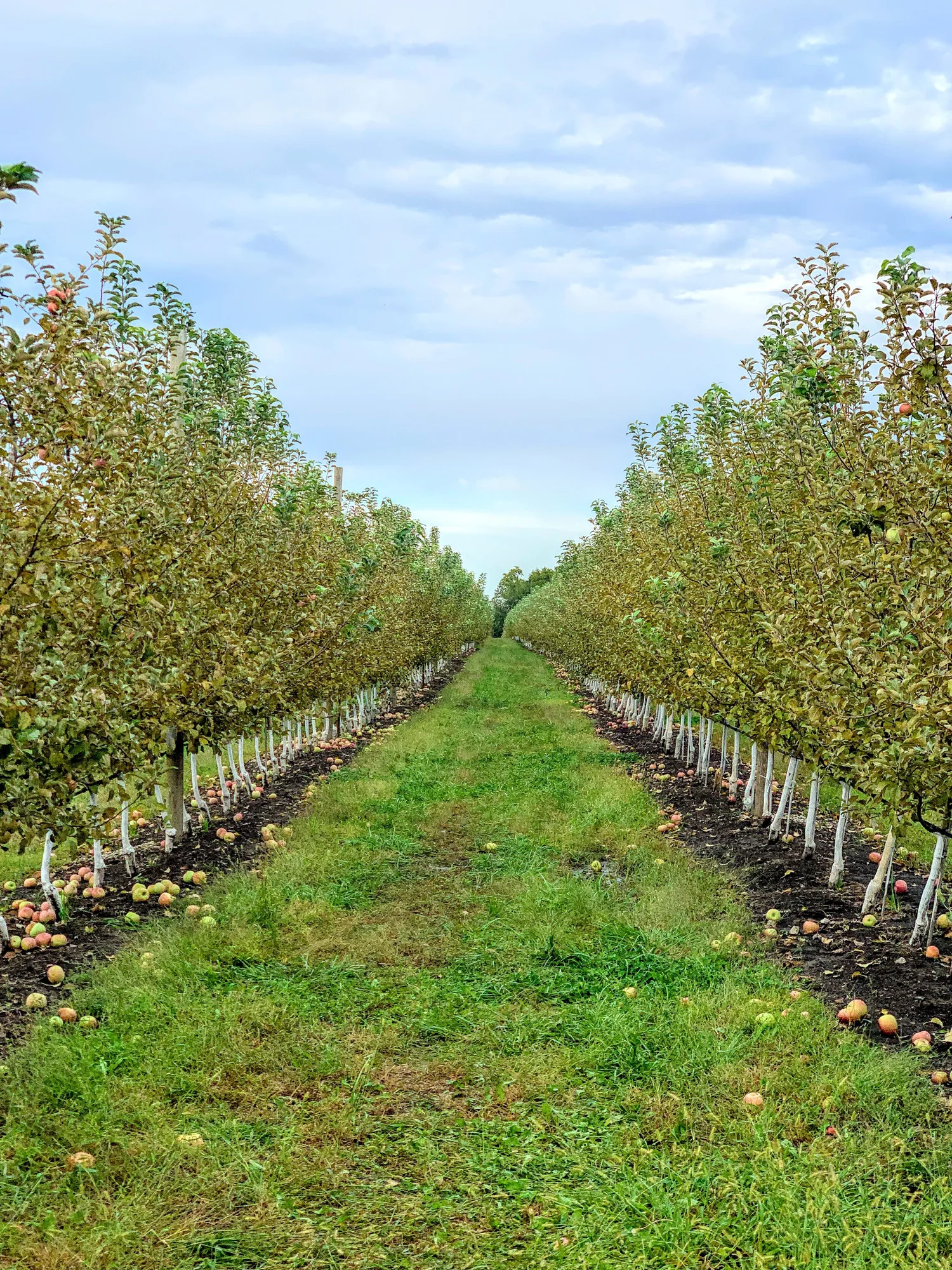 Johnson Farms Plants & Pumpkins — MIKCexplore