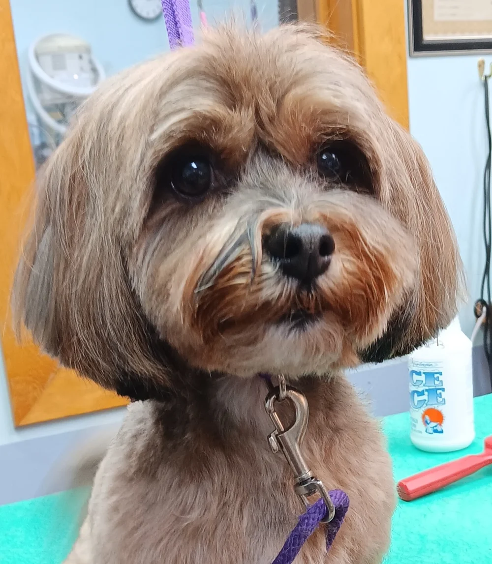 The Fluffy Ruff Dog Spa - Better Dog Grooming on Bainbridge Island ...