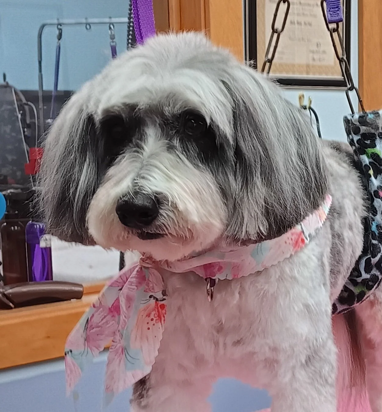 The Fluffy Ruff Dog Spa - Better Dog Grooming on Bainbridge Island ...