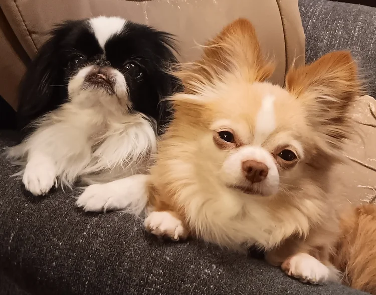 The Fluffy Ruff Dog Spa - Better Dog Grooming on Bainbridge Island ...