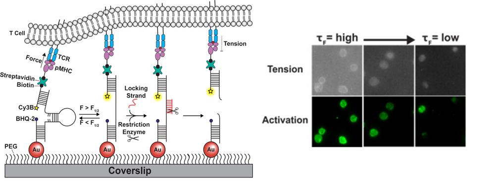Research — Salaita Lab