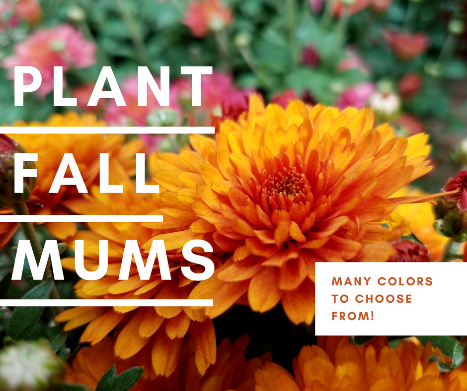 Plant Hardy Mums for Fall Color — Masterson's Garden Center, Inc.