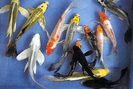 Fish & Other Creatures — Masterson's Garden Center, Inc.