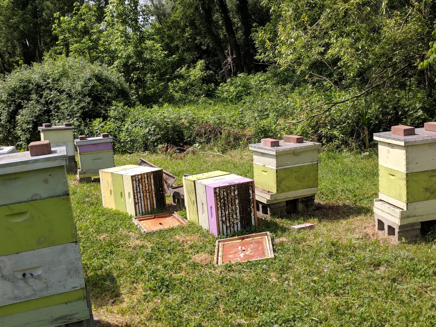 Bears in the Beehives — Masterson's Garden Center, Inc.