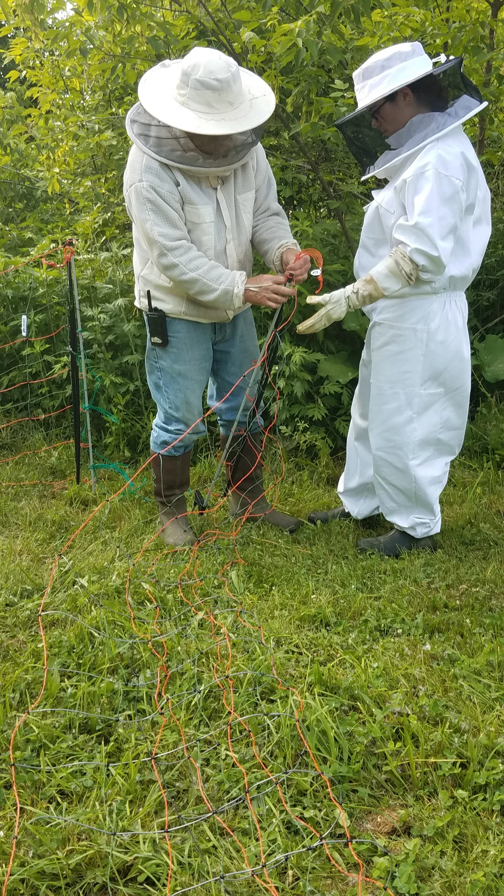 Bears in the Beehives — Masterson's Garden Center, Inc.