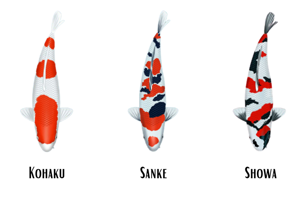 The History of Koi Breeding — Masterson's Garden Center, Inc.