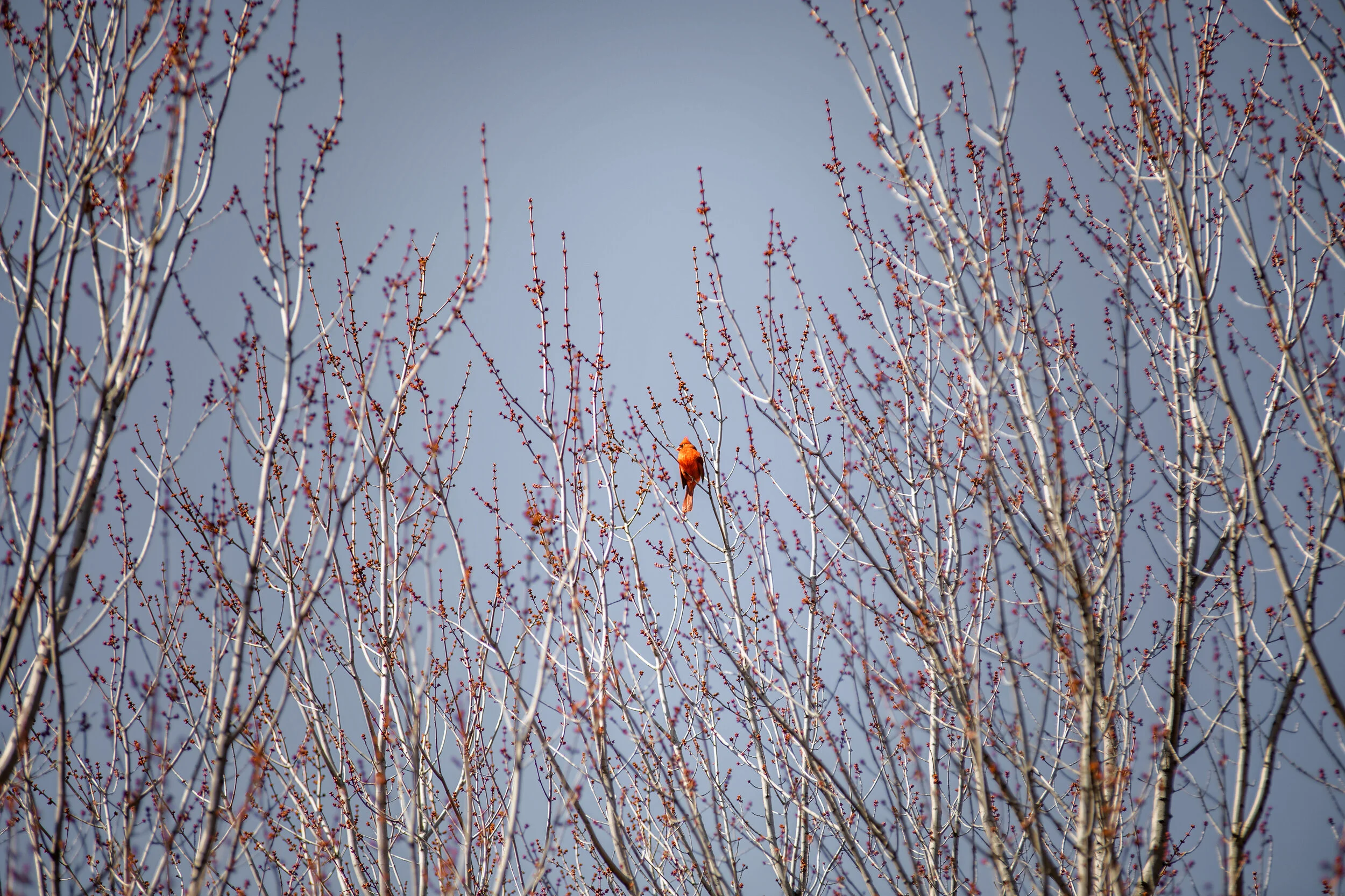 Nathaniel Barber | Photography | Animals — Nathaniel Barber